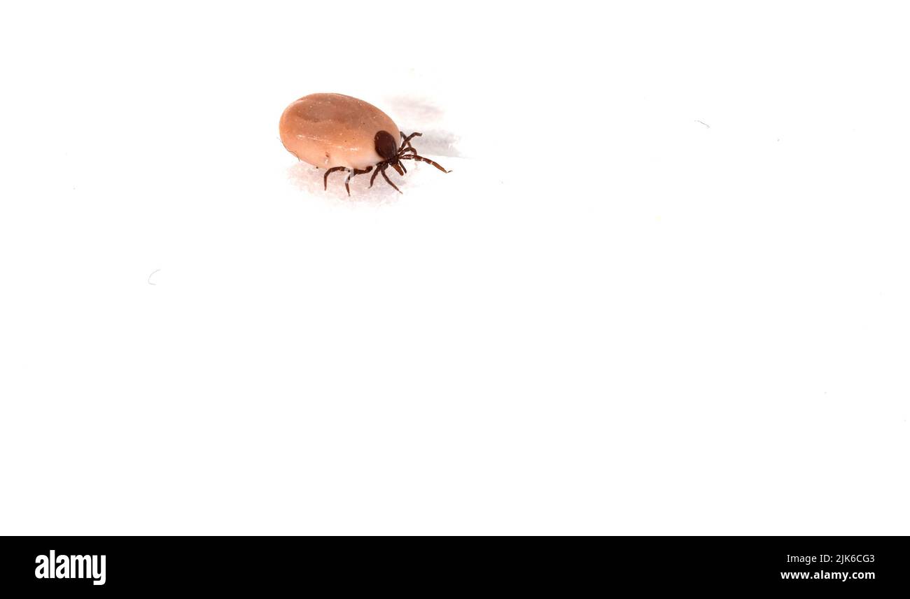 Tick insect isolated on a white background. A disease-spreading ...