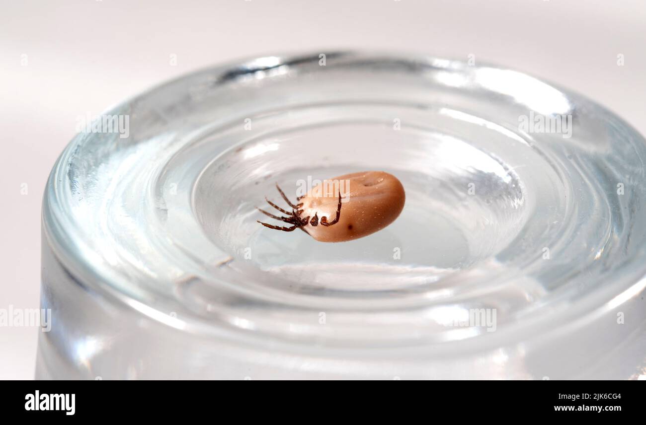 Tick insect isolated on a white background. A disease-spreading ...