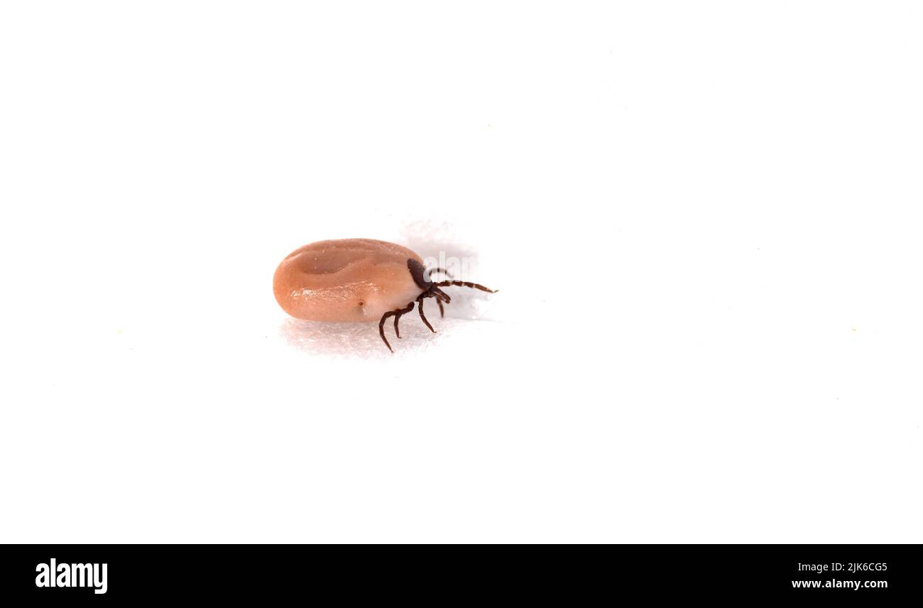 Tick insect isolated on a white background. A disease-spreading ...