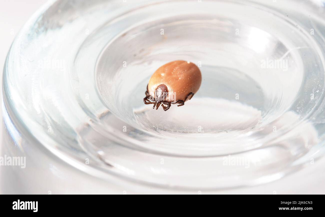 Tick insect isolated on a white background. A disease-spreading ...