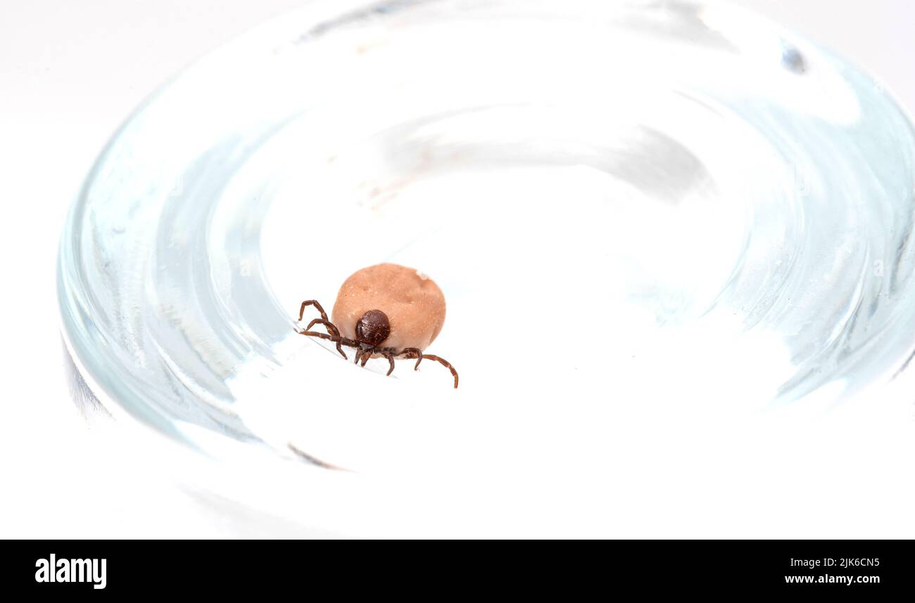 Tick insect isolated on a white background. A disease-spreading ...