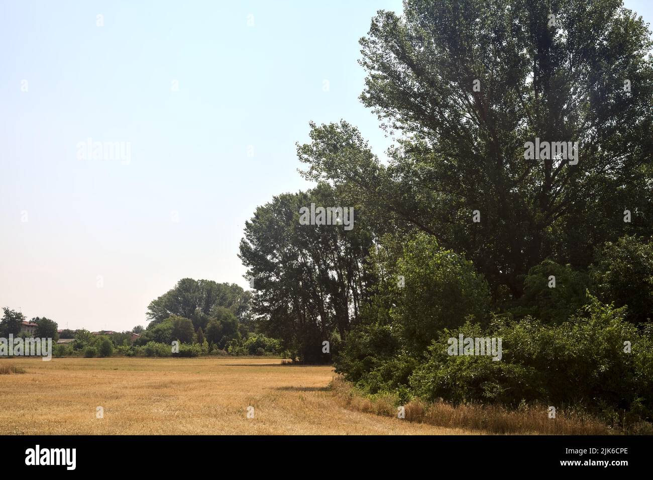 Mowed wheat field with groves on it bordered by a forest on a clear day ...