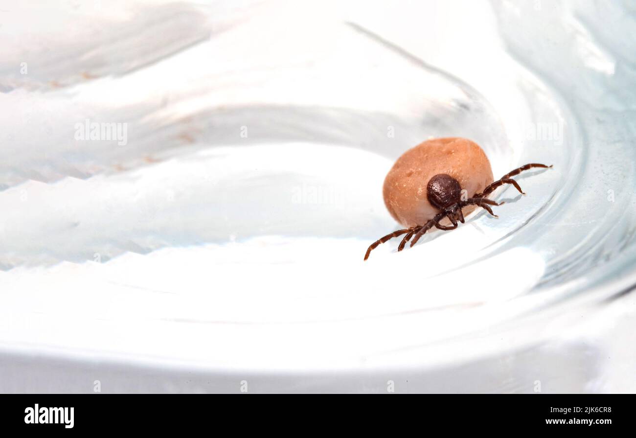 Tick insect isolated on a white background. A disease-spreading ...