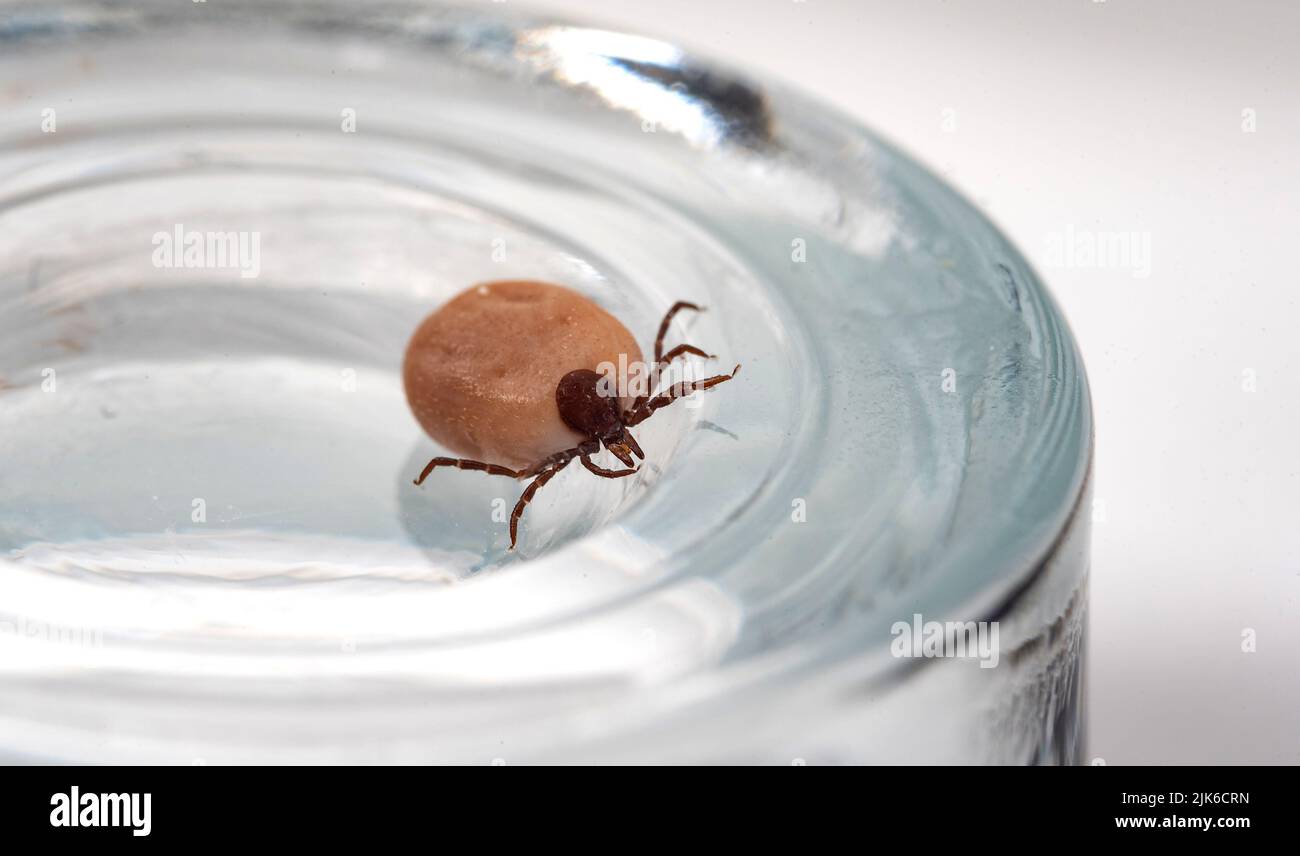 Tick insect isolated on a white background. A disease-spreading ...