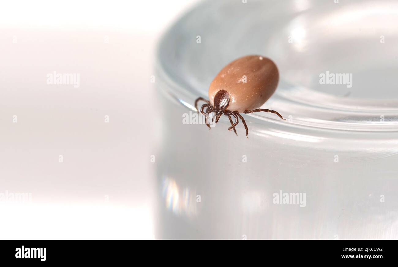 Tick insect isolated on a white background. A disease-spreading ...