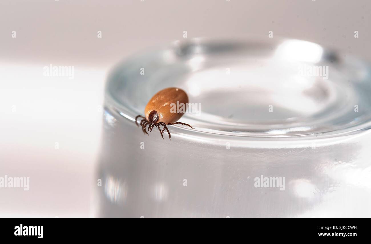 Tick insect isolated on a white background. A disease-spreading ...