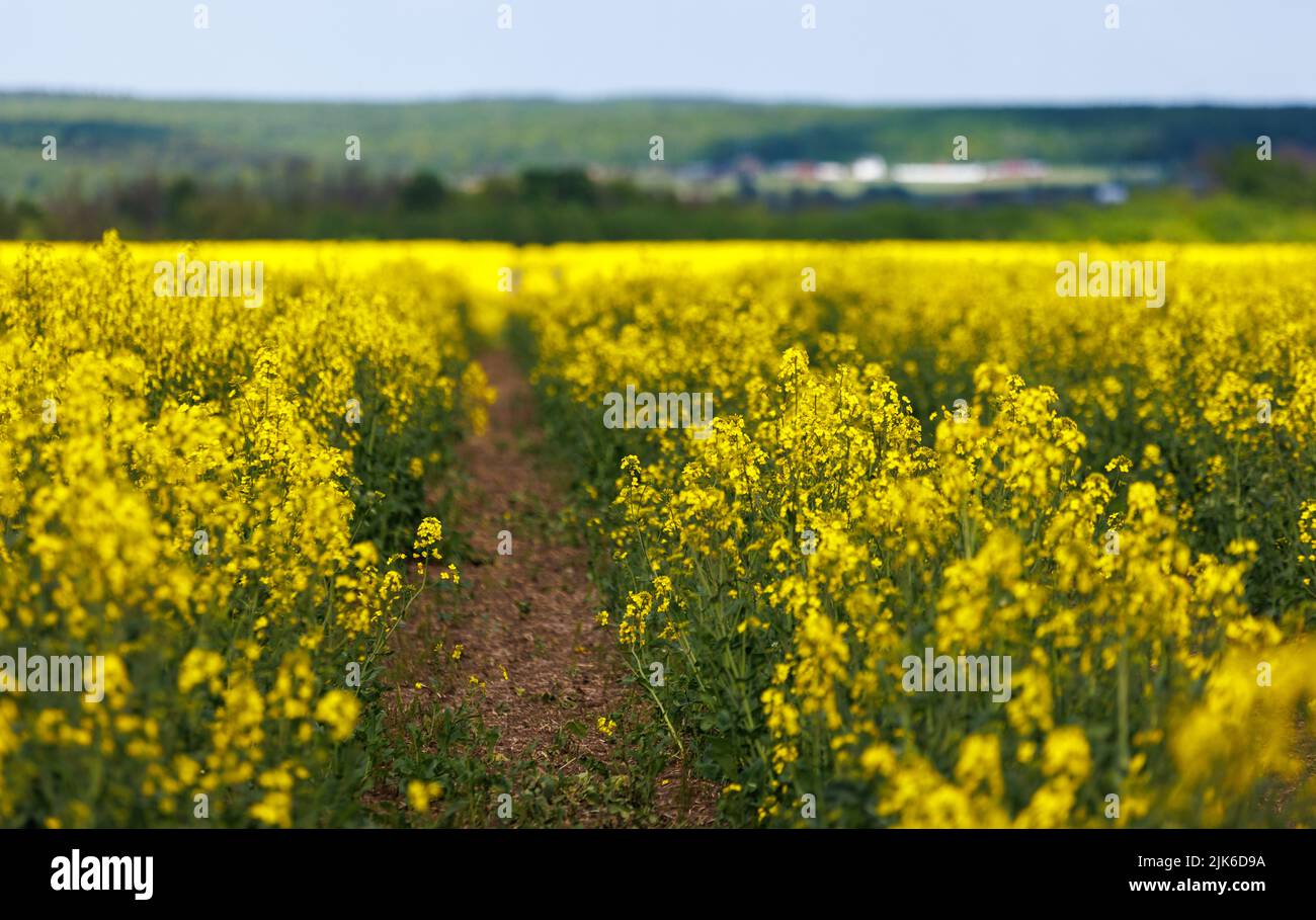 Blooming canola field with tractor gauge, closeup with selective focus ...