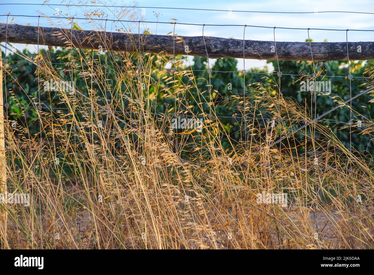 Golden dry uncollected hay grass growing at the edge of the road in a ...