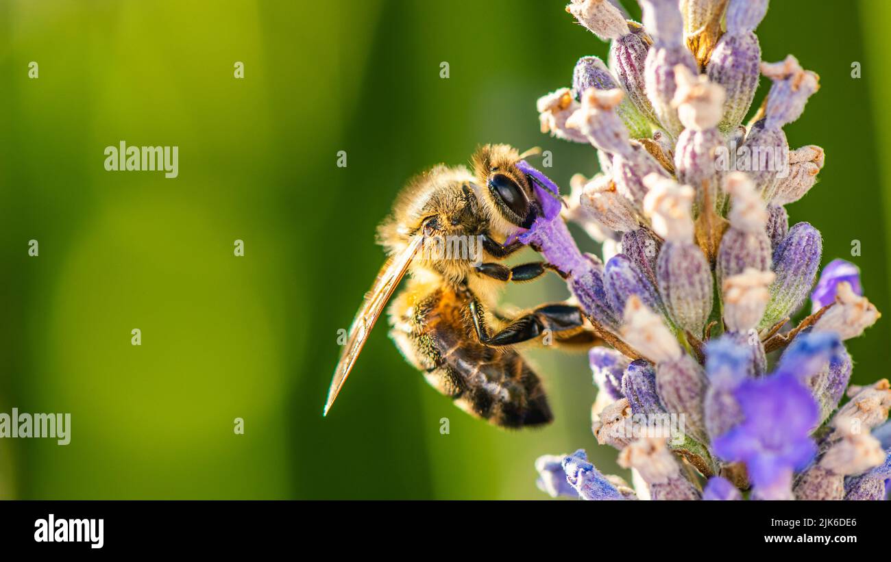 European Honey Bee or Western Honey Bee, Apis mellifera on lavender ...