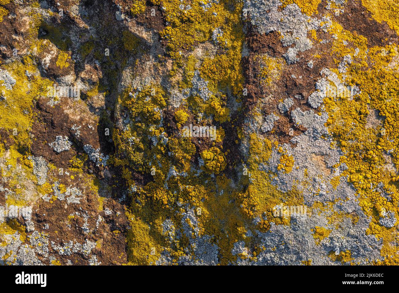 lichen presumably on quartzite sandstone surface under direct sunlight ...