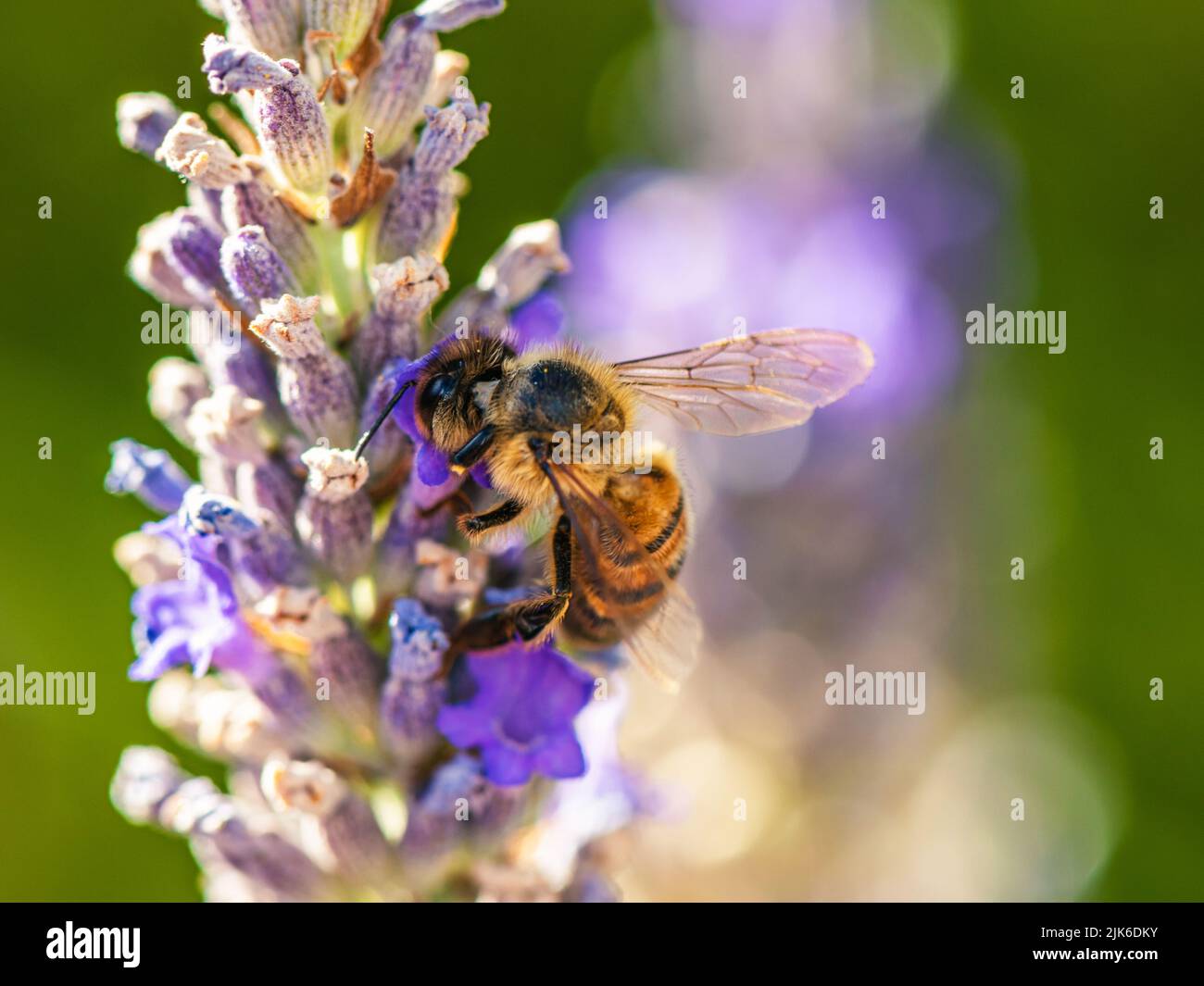 European Honey Bee or Western Honey Bee, Apis mellifera on lavender ...
