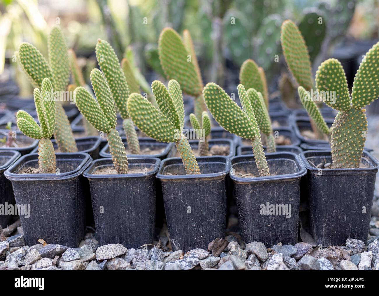 Opuntia microdasys bunny ear cactus in small plastic container Stock ...