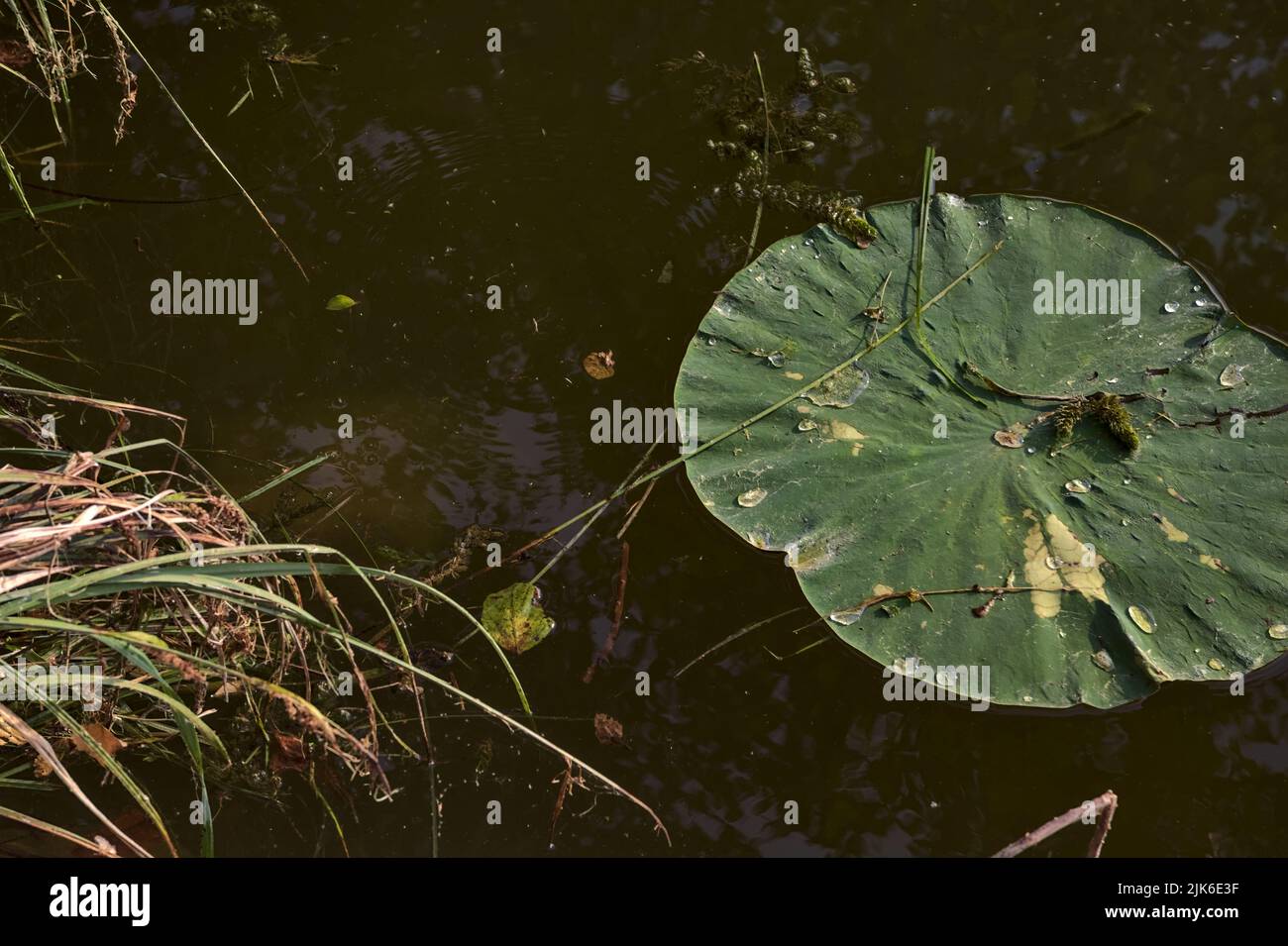 Fragrant lily pad hi-res stock photography and images - Alamy