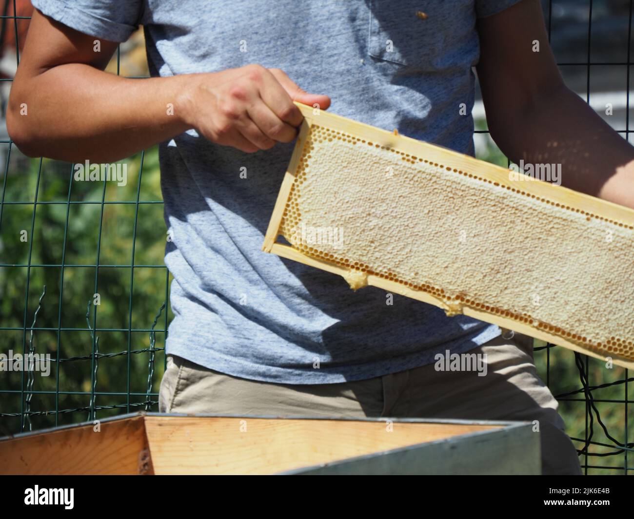 Master bee keeper pulls out a frame with honey from the beehive in the colony Stock Photo - Alamy