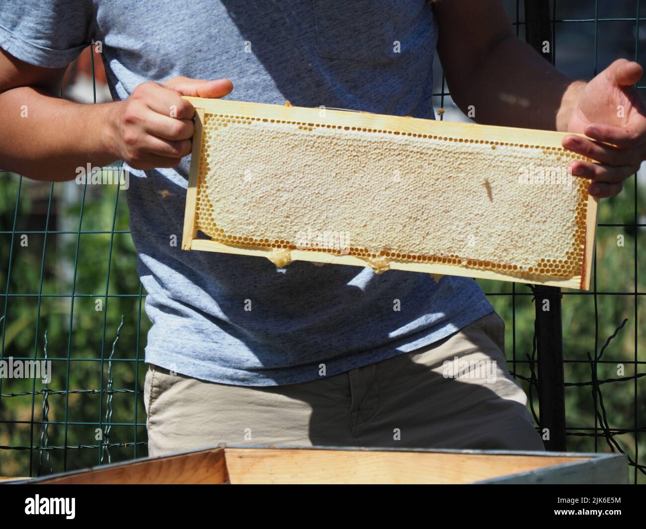 Master bee keeper pulls out a frame with honey from the beehive in the colony Stock Photo - Alamy