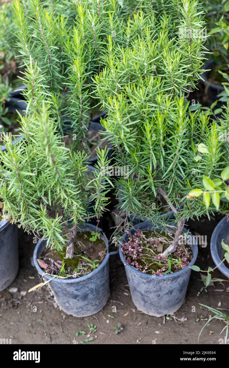 Salvia rosmarinus rosemary shrub growing in pots Stock Photo - Alamy