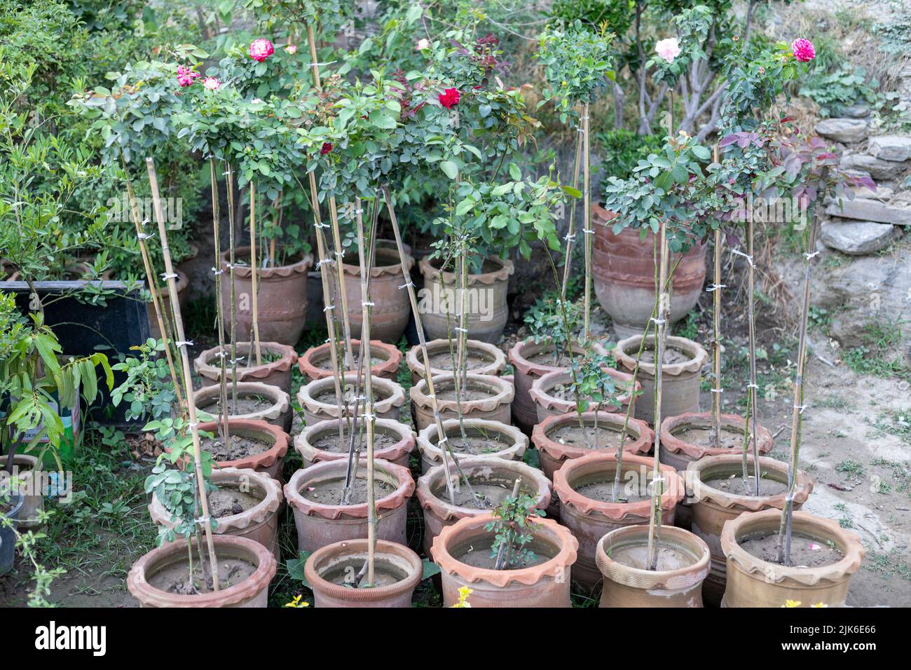 Rose seedlings plants in clay pots display for sale in a market or ...
