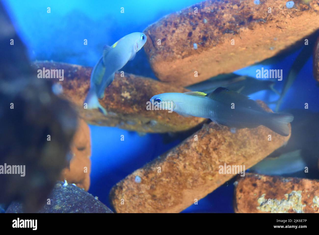 The Scissortail Dartfish Goby in aquarium closeup Stock Photo - Alamy