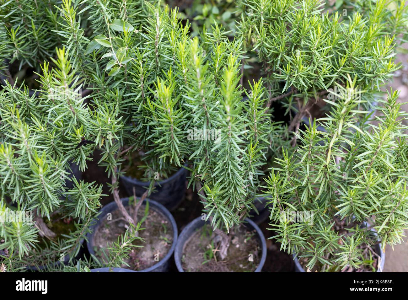 Fresh green rosemary bush in a plastic pots Stock Photo - Alamy