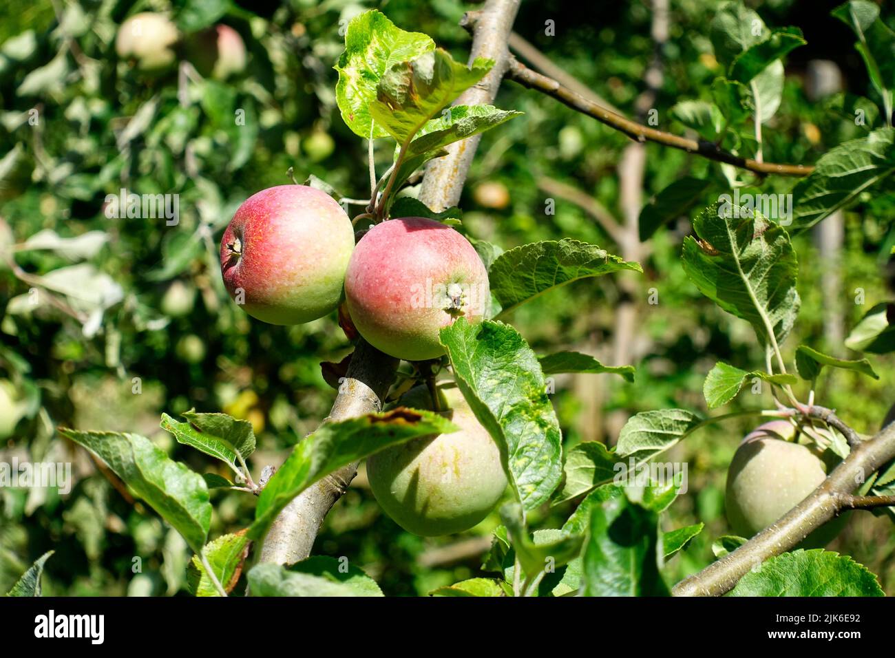 Apple Tree Carnival, Malus Karneval Stock Photo - Alamy