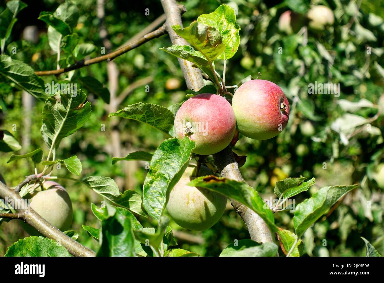 Flowering purple apple tree variety hi-res stock photography and images ...