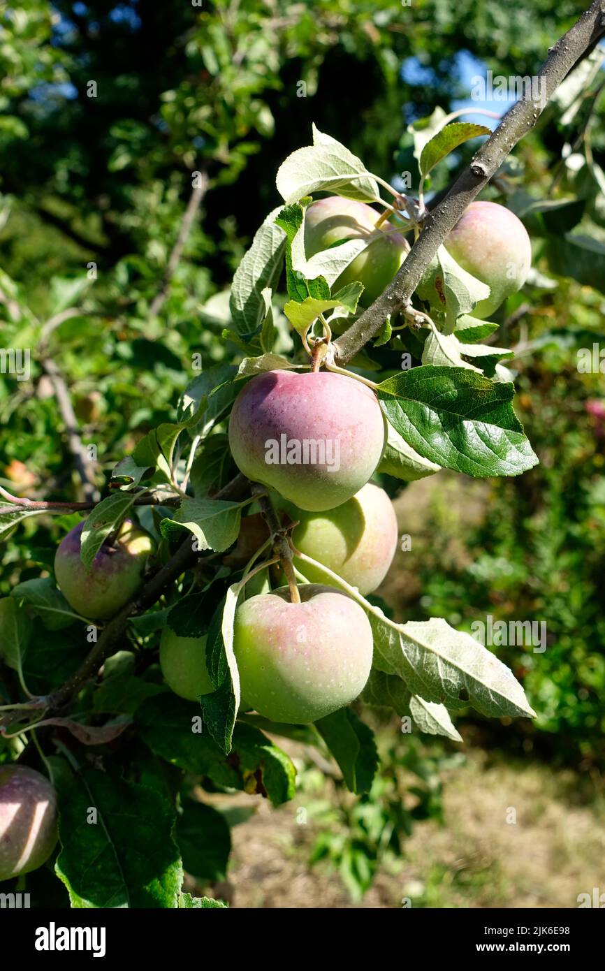 Apple Tree Carnival, Malus Karneval Stock Photo - Alamy