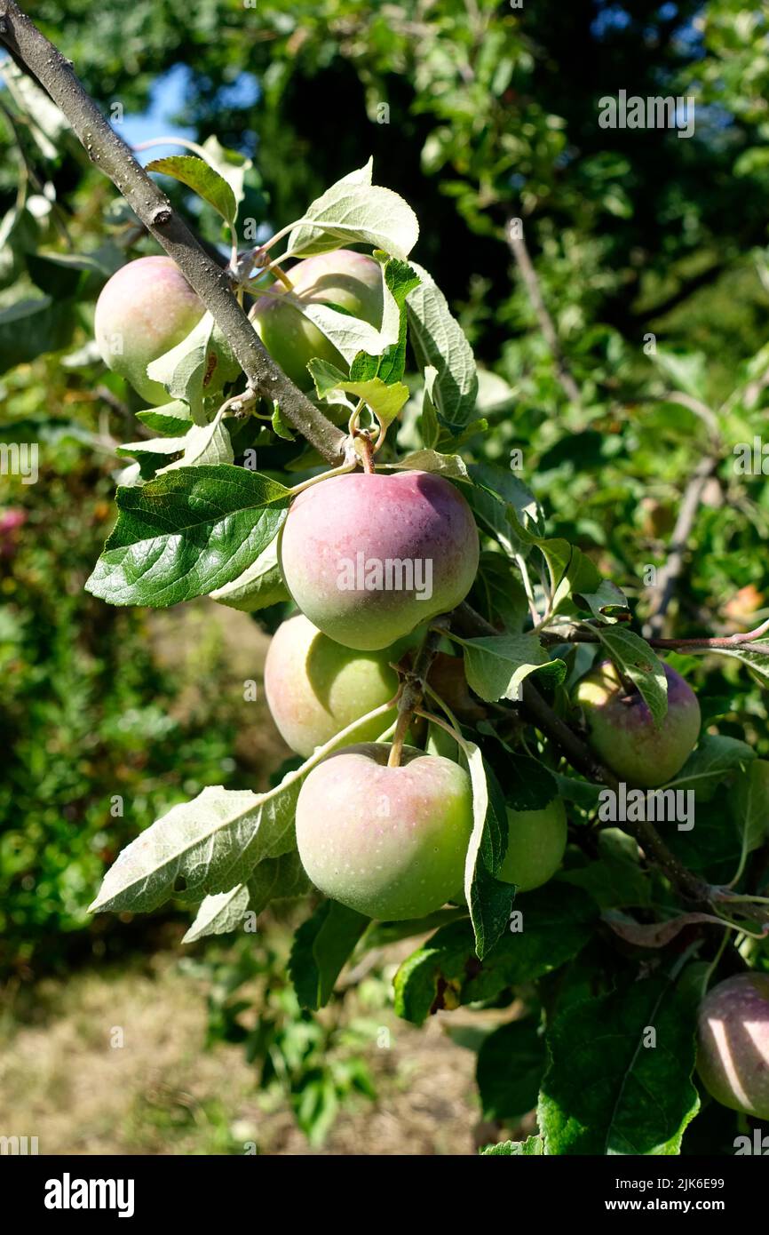 Apple Tree Carnival, Malus Karneval Stock Photo - Alamy