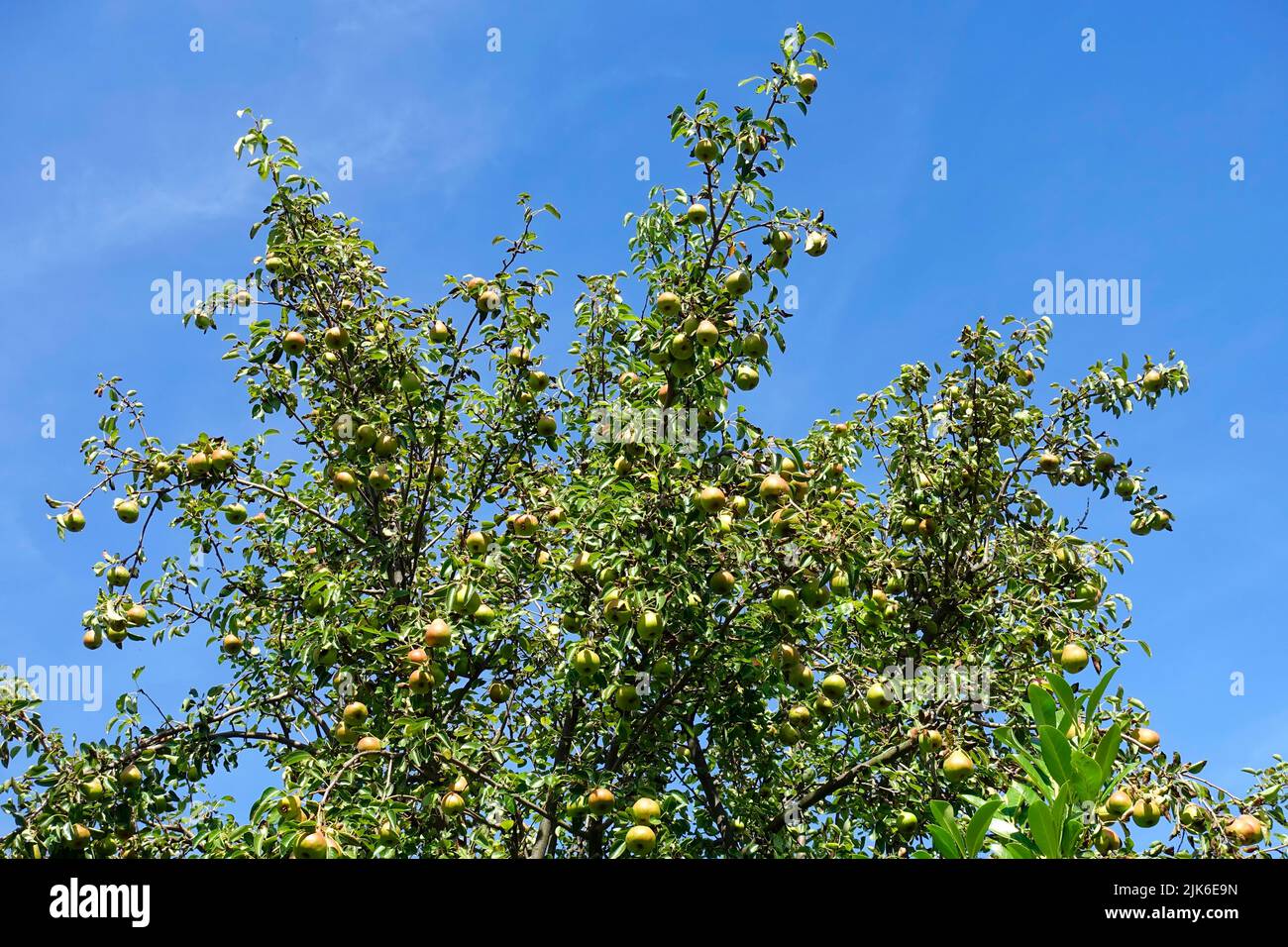 Apple Tree Carnival, Malus Karneval Stock Photo - Alamy