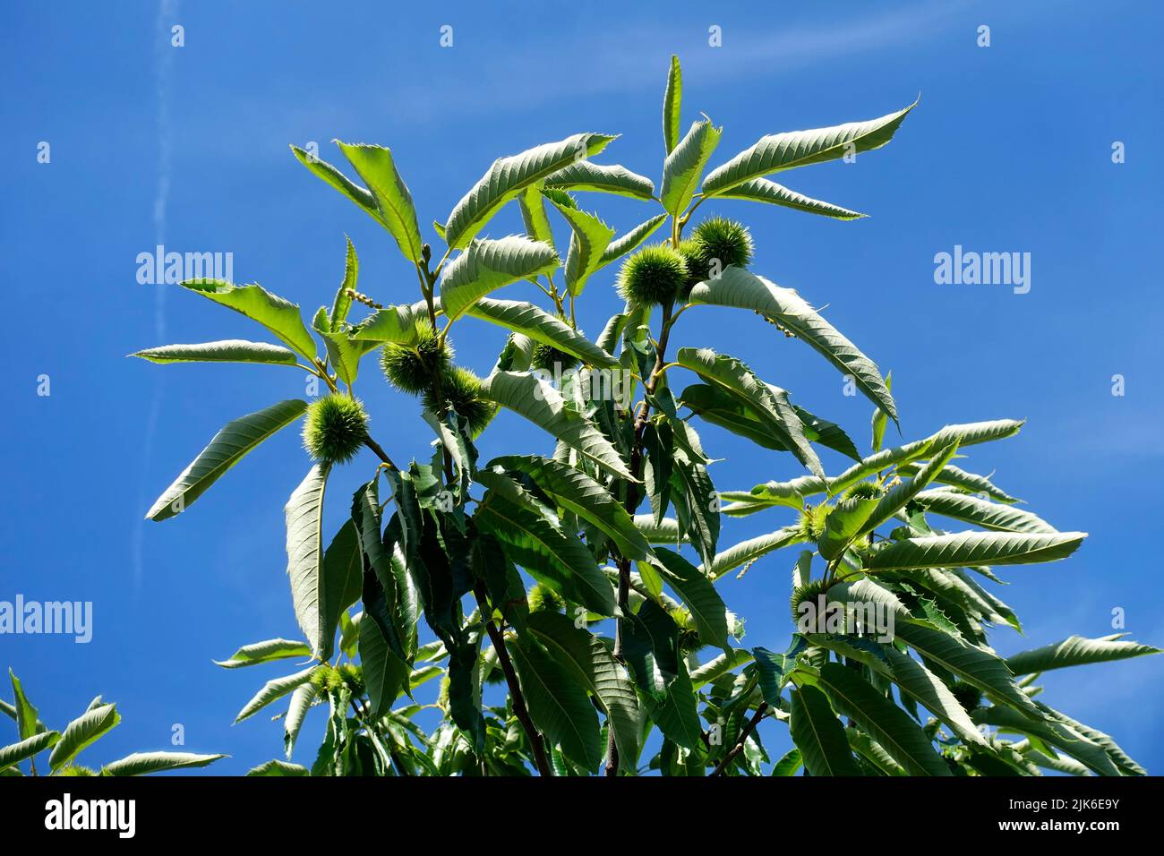 Edible chestnut tree hi-res stock photography and images - Alamy