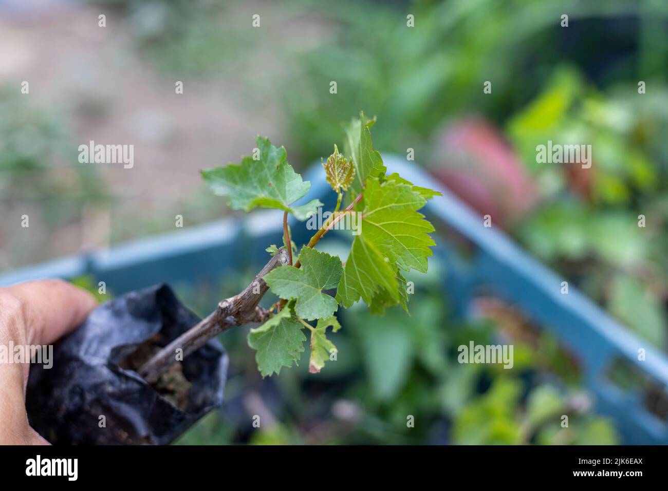 Grape seedlings hi-res stock photography and images - Alamy