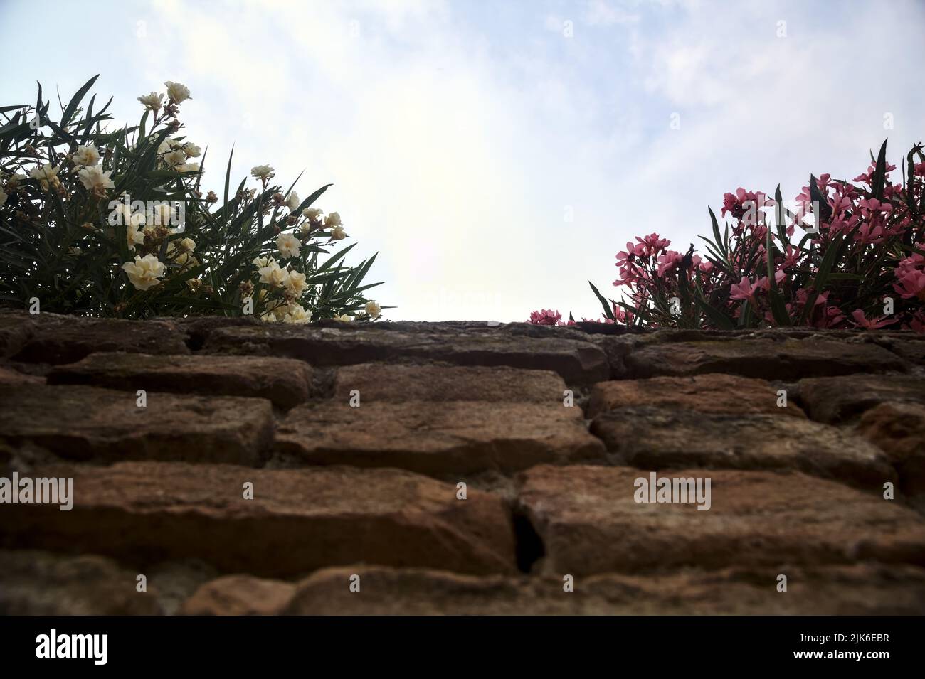 Oleander bushes in bloom over a brick wall with the sky as background ...
