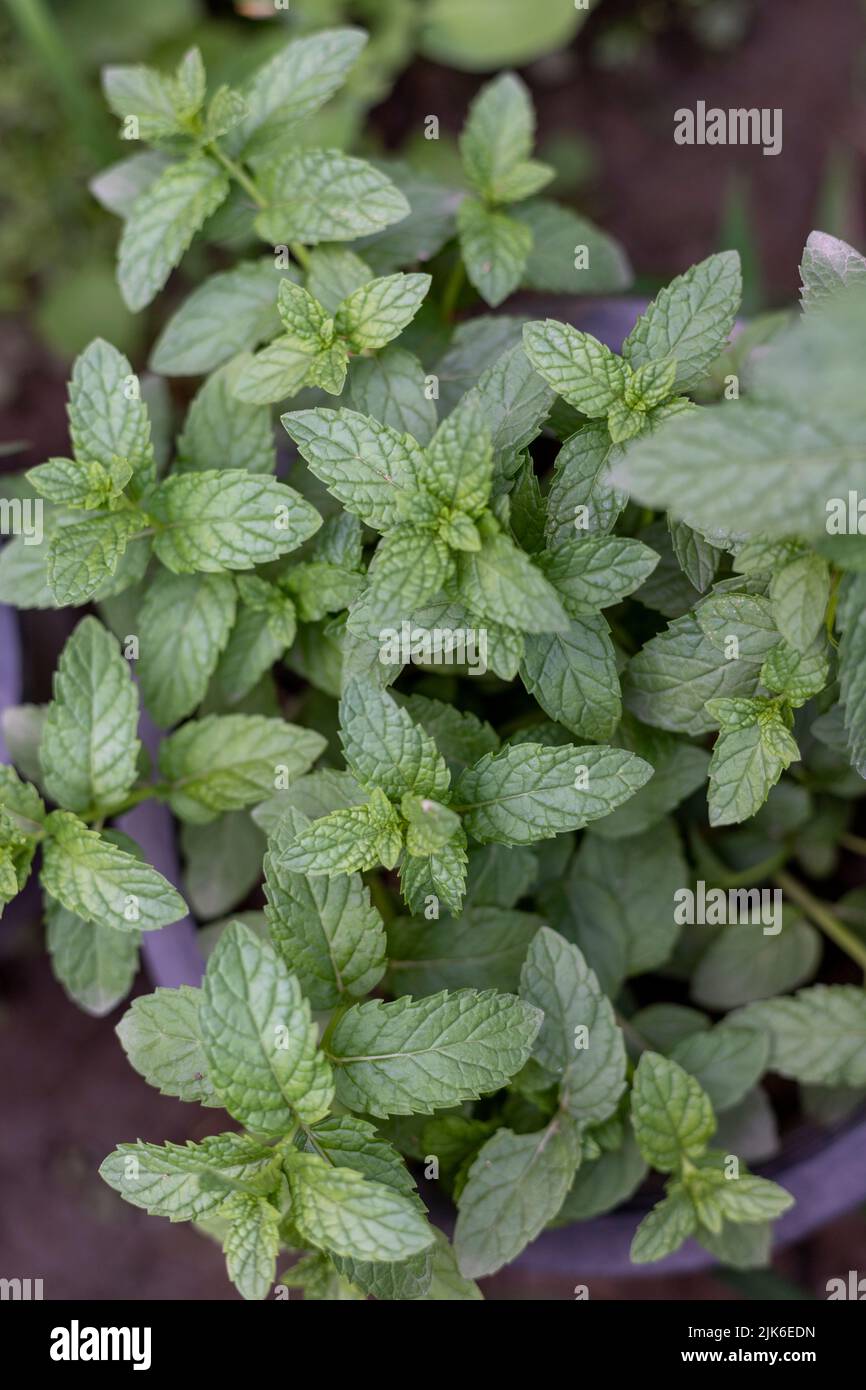 Fresh peppermint plants growing in pot Stock Photo - Alamy