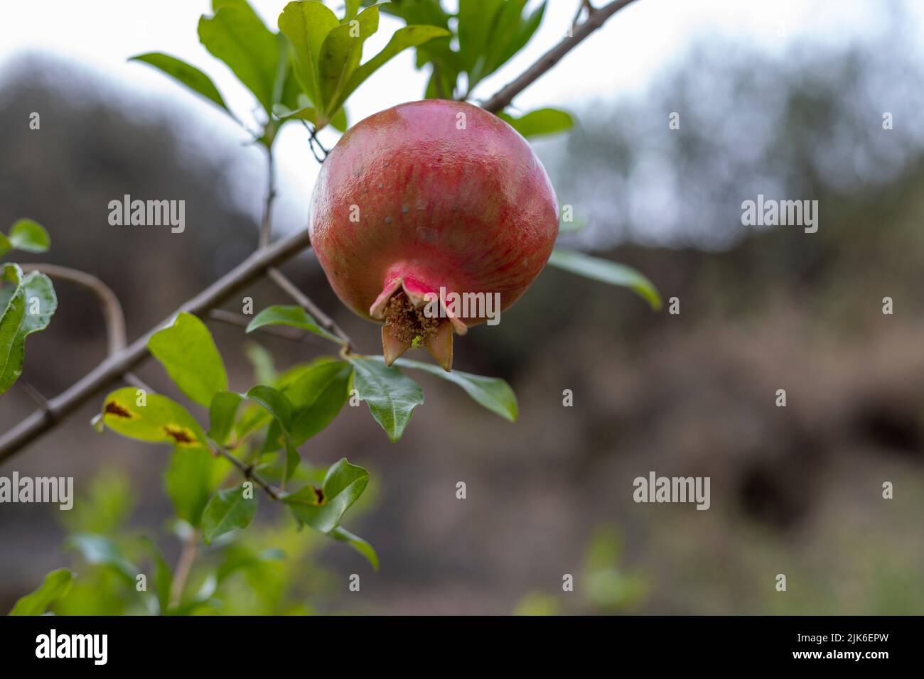 Pomegranate fruit hanging on tree hi-res stock photography and images ...