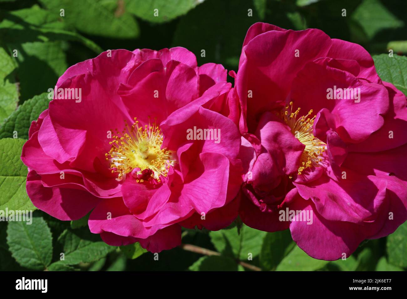 Rosa Gallica Officinalis