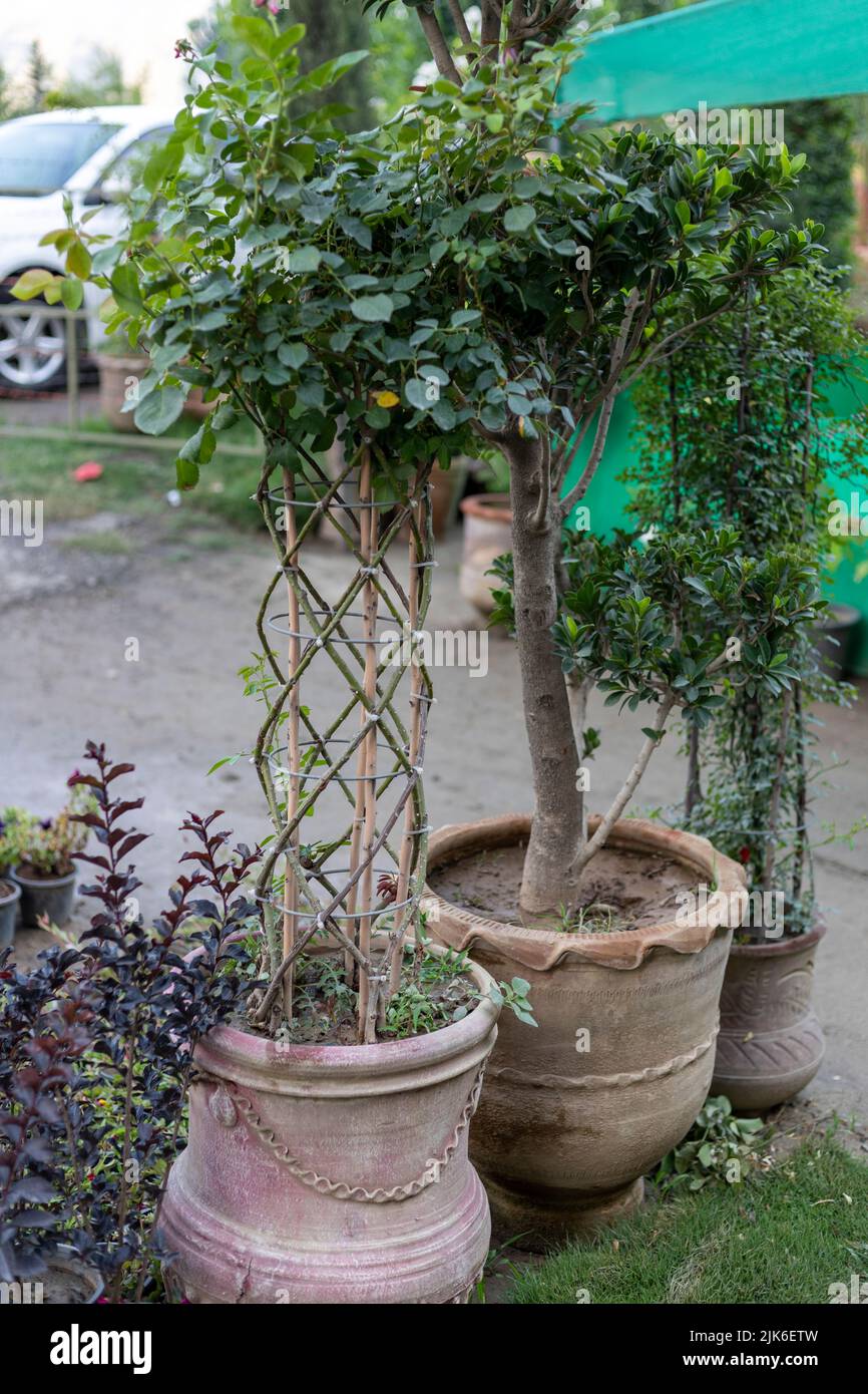 Multiple rose plants planted in a pot making beautiful shape from it ...