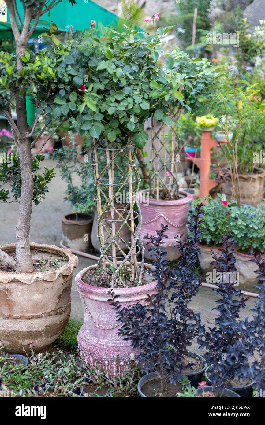 Beautiful design made from rose plant stems planted in a pot Stock ...