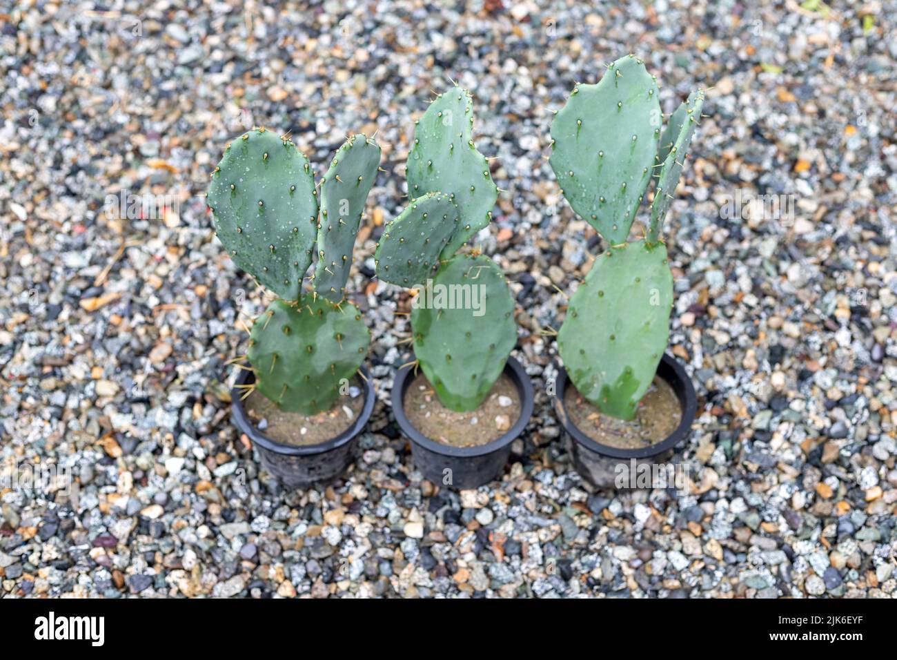 Opuntia big pads prickly pear cactus growing in a plastic pots in plant ...