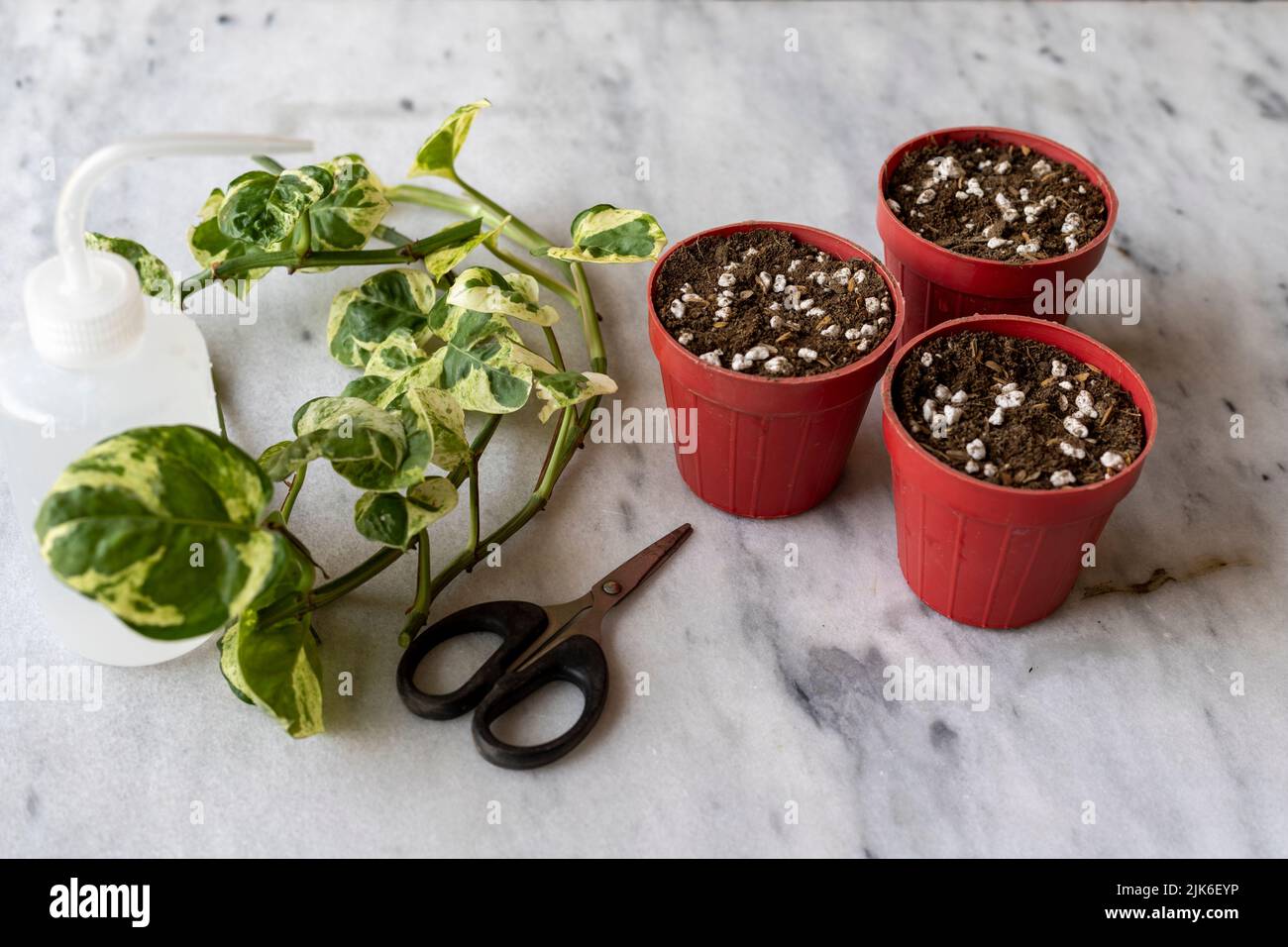 Epipremnum Pothos ‘NJoy’ plants propagation from cuttings in small pots ...