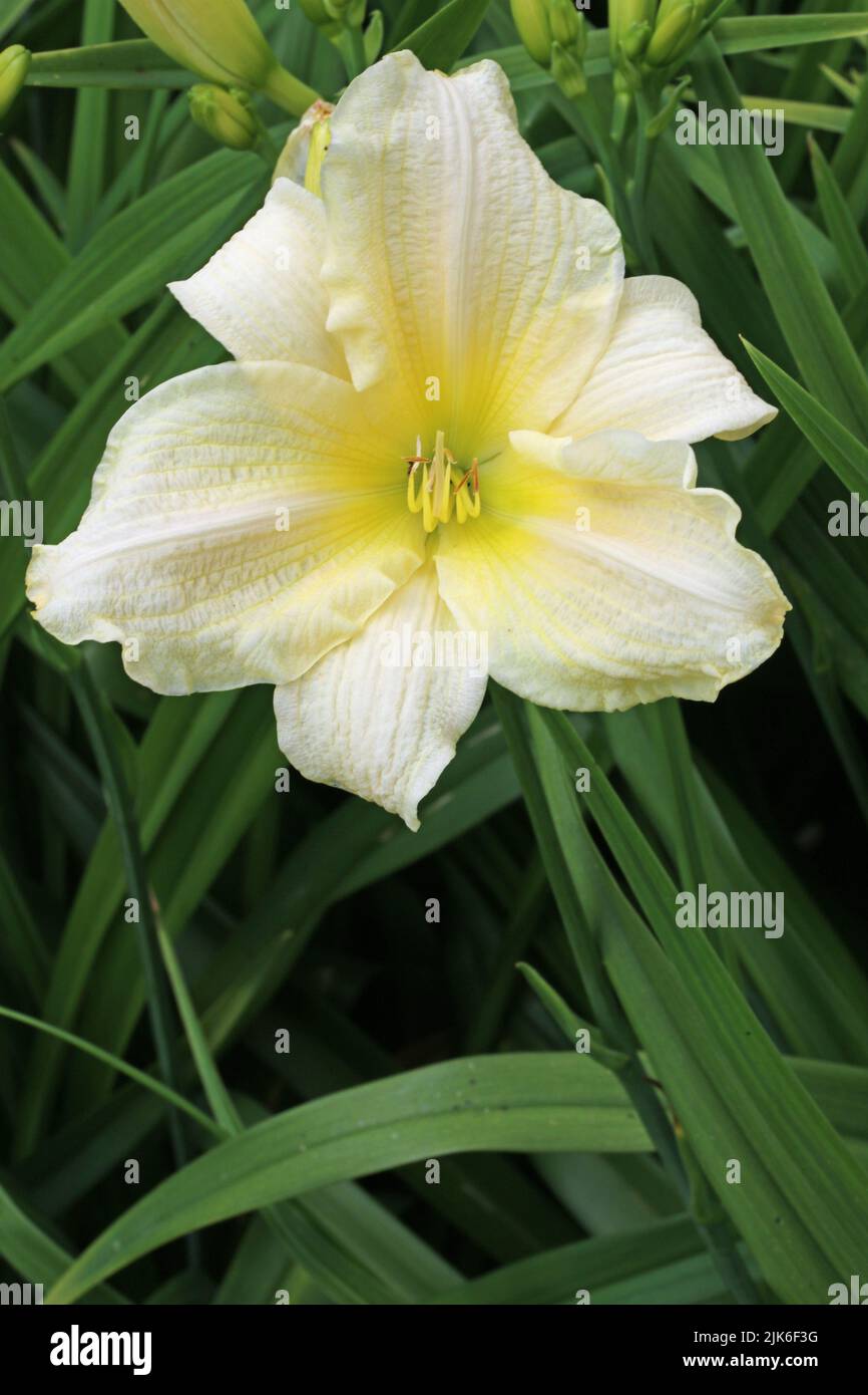 White daylily, Hemerocallis unknown species and variety, flower with a pale yellow centre in ...
