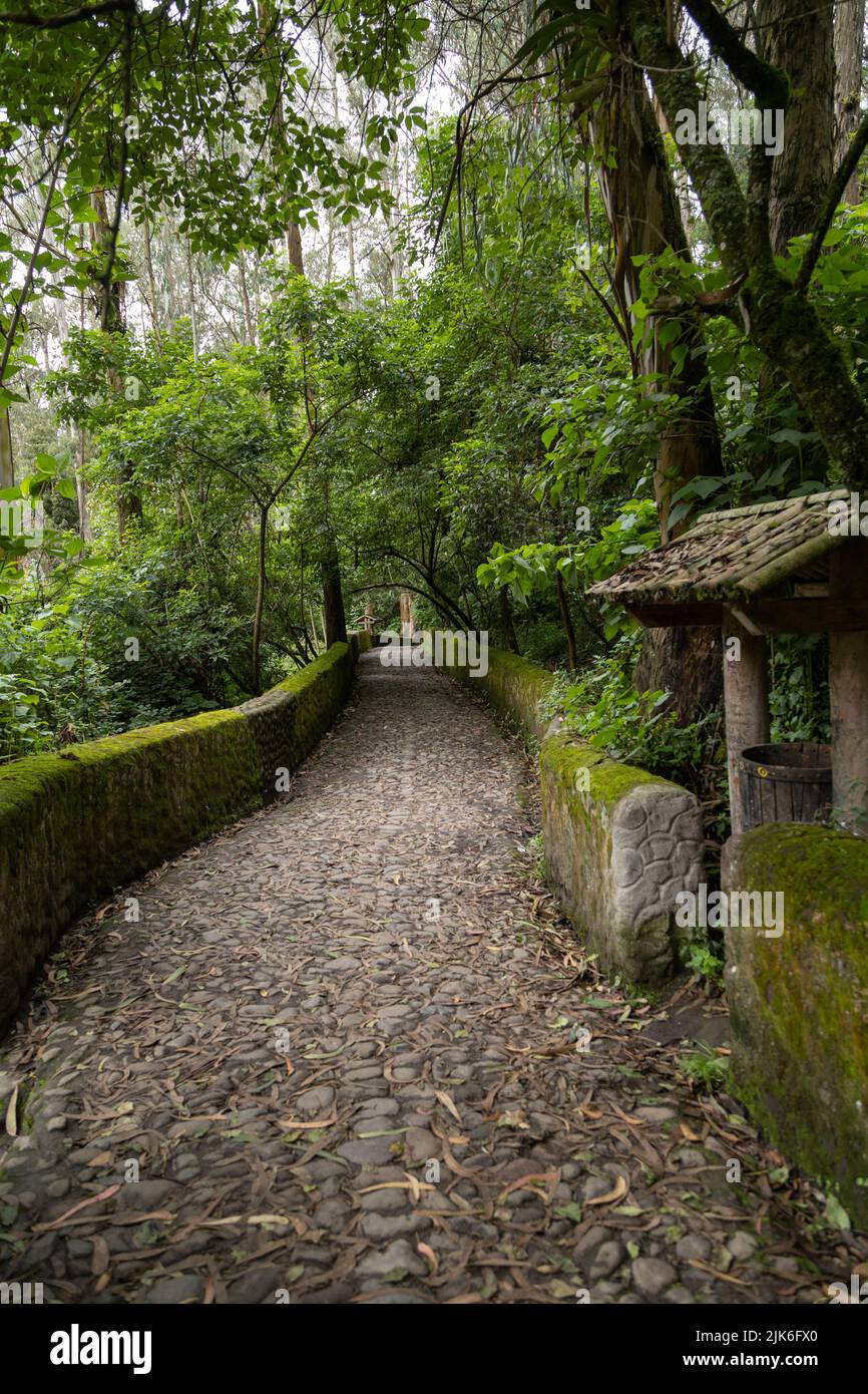 long straight stone path surrounded by leafy trees, outdoor place with ...