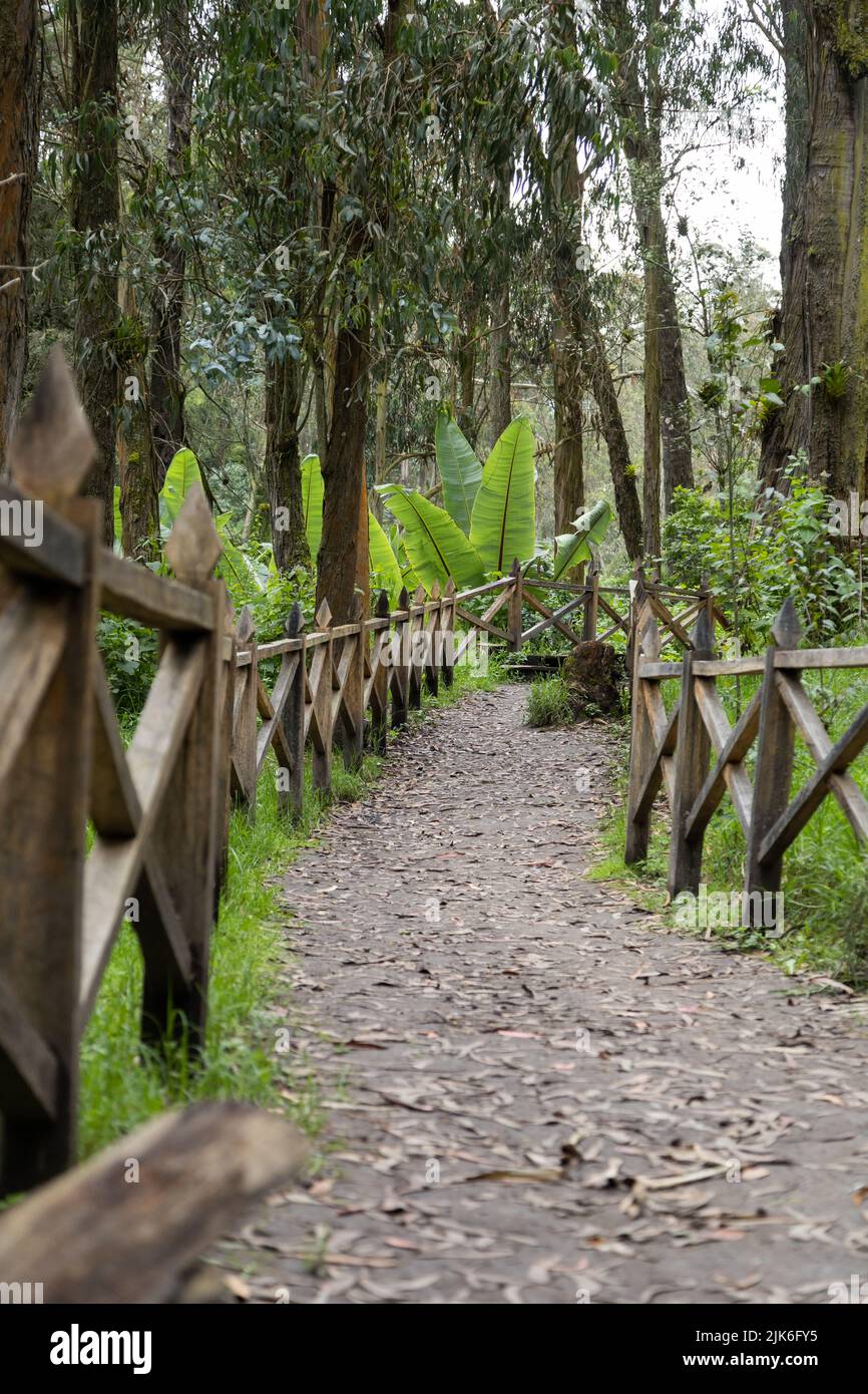 path surrounded by leafy trees and a wooden handrail, nature, peaceful ...