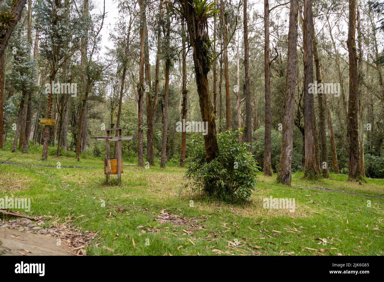 park with trees and grass, beautiful landscape with nature in the day ...