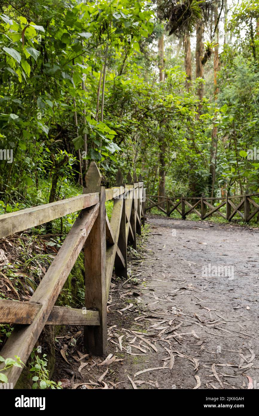 beautiful landscape of a forest with wooden railings, beauty of nature ...