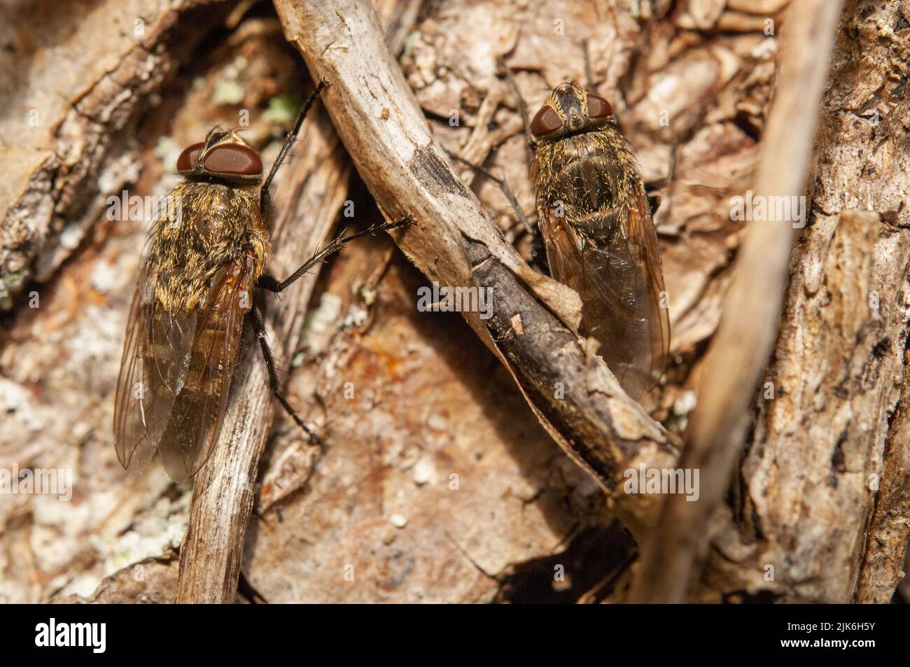 Common stiletto fly Thereva nobilitata), Pembrokeshire, Wales, UK Stock ...