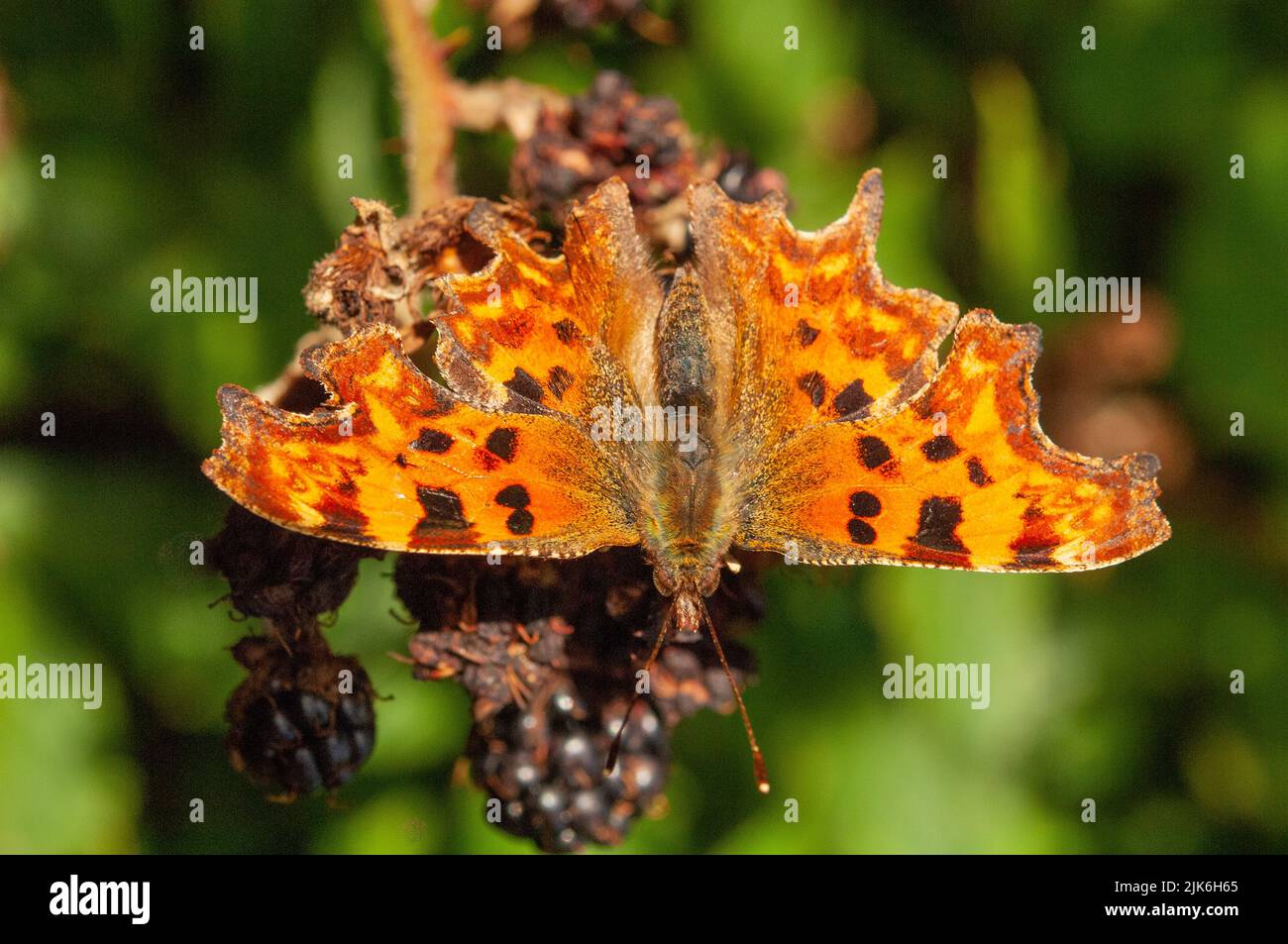 Comma butterfly (Polygonia c-album) feeding on ripe bramble in ...