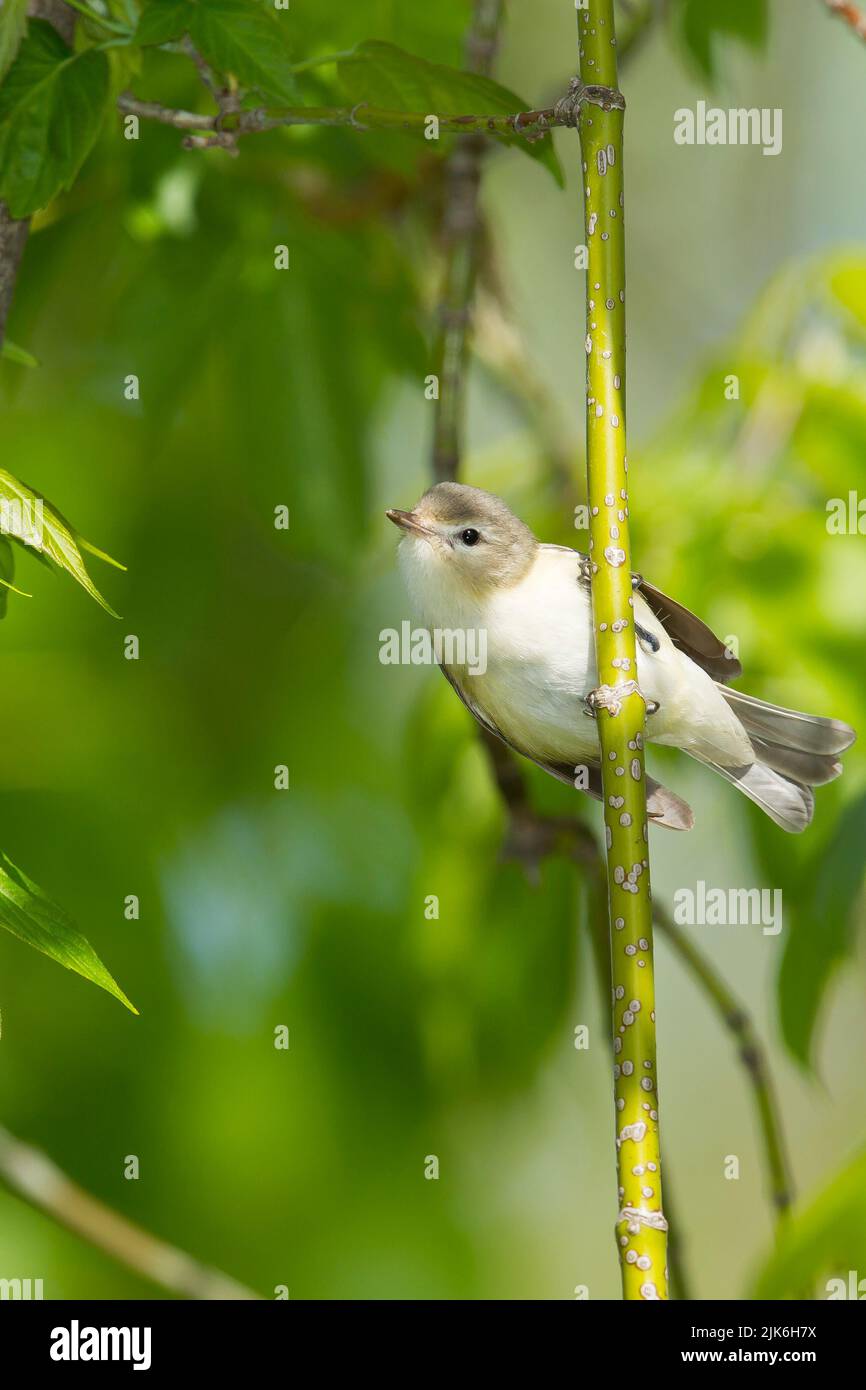 Warbling viréo hi-res stock photography and images - Alamy