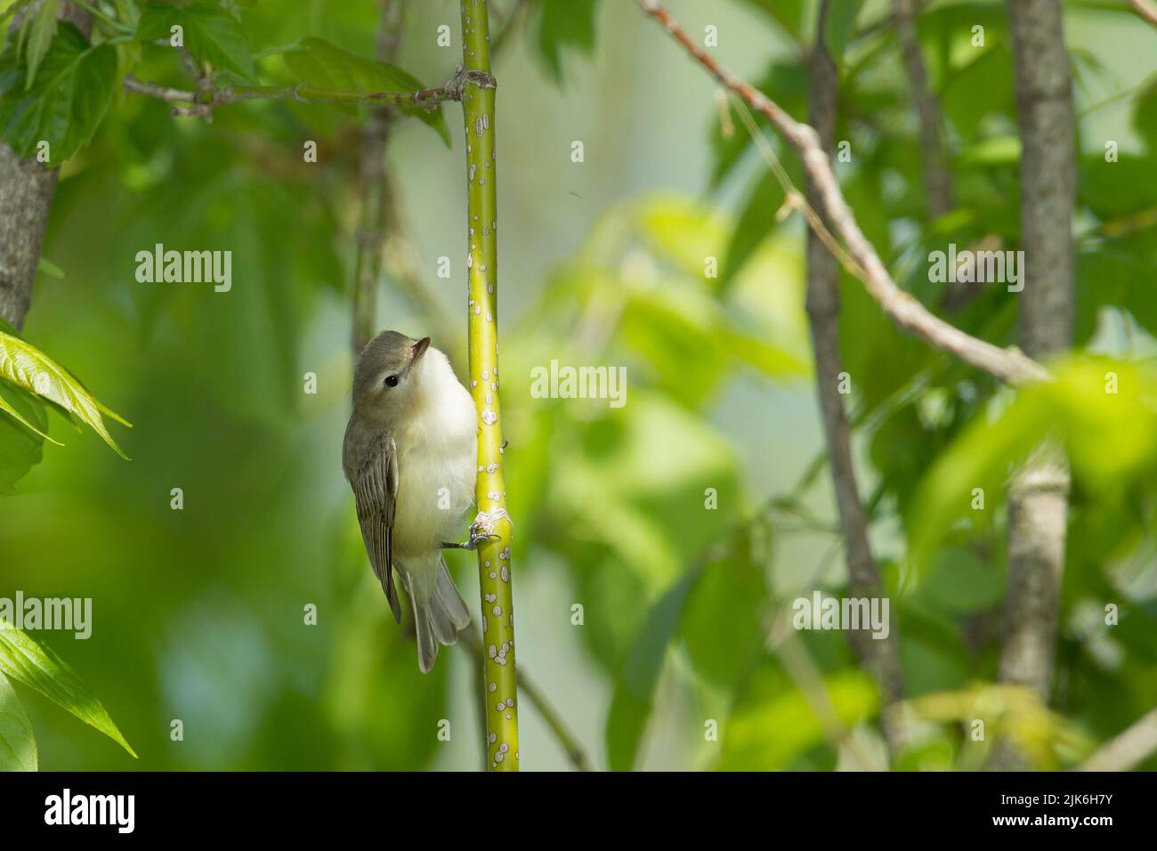 Warbling viréo hi-res stock photography and images - Alamy