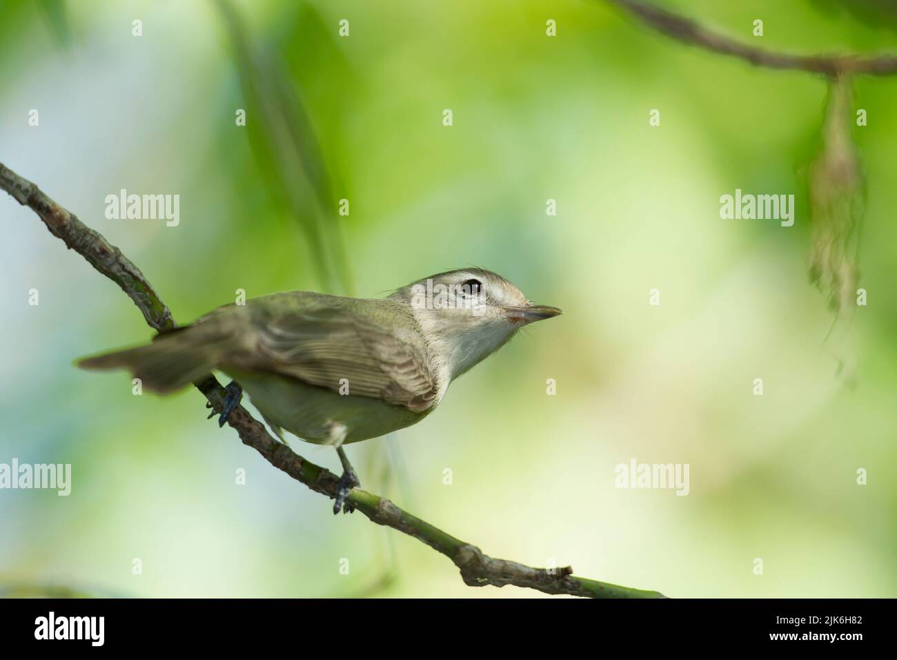 Warbling viréo hi-res stock photography and images - Alamy