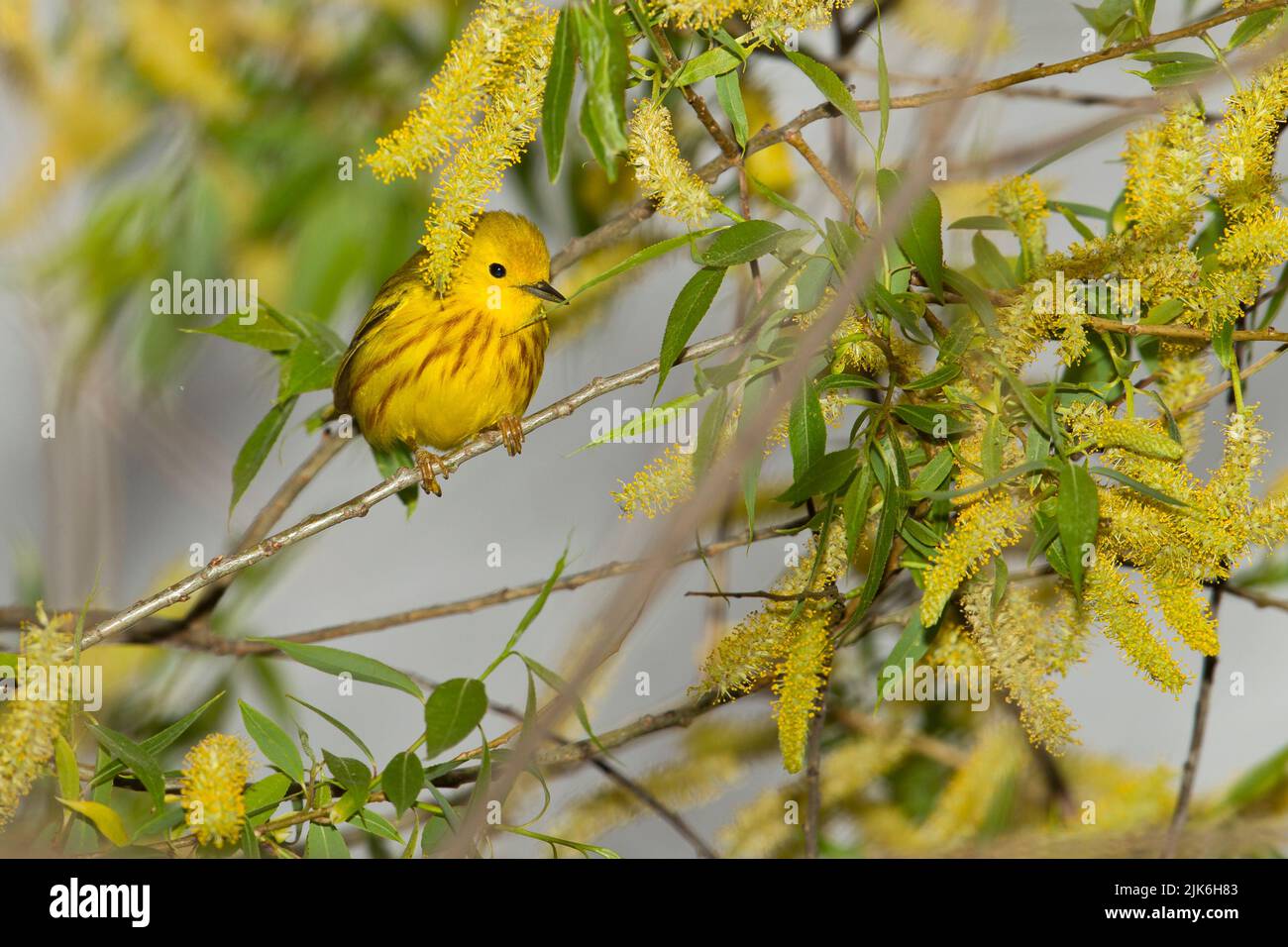 American yellow warbler setophaga aestiva hi-res stock photography and ...