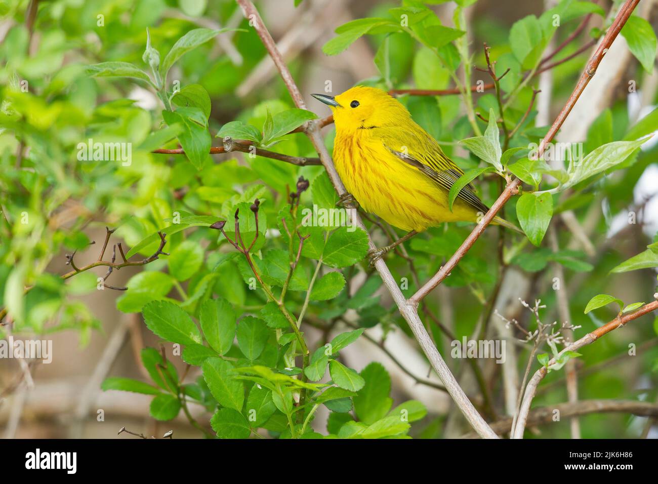 American yellow warbler setophaga aestiva hi-res stock photography and ...